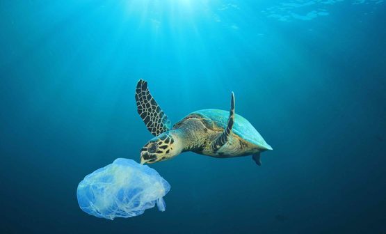 5 manieren om de 'plastic soep' te helpen verminderen - VCCS